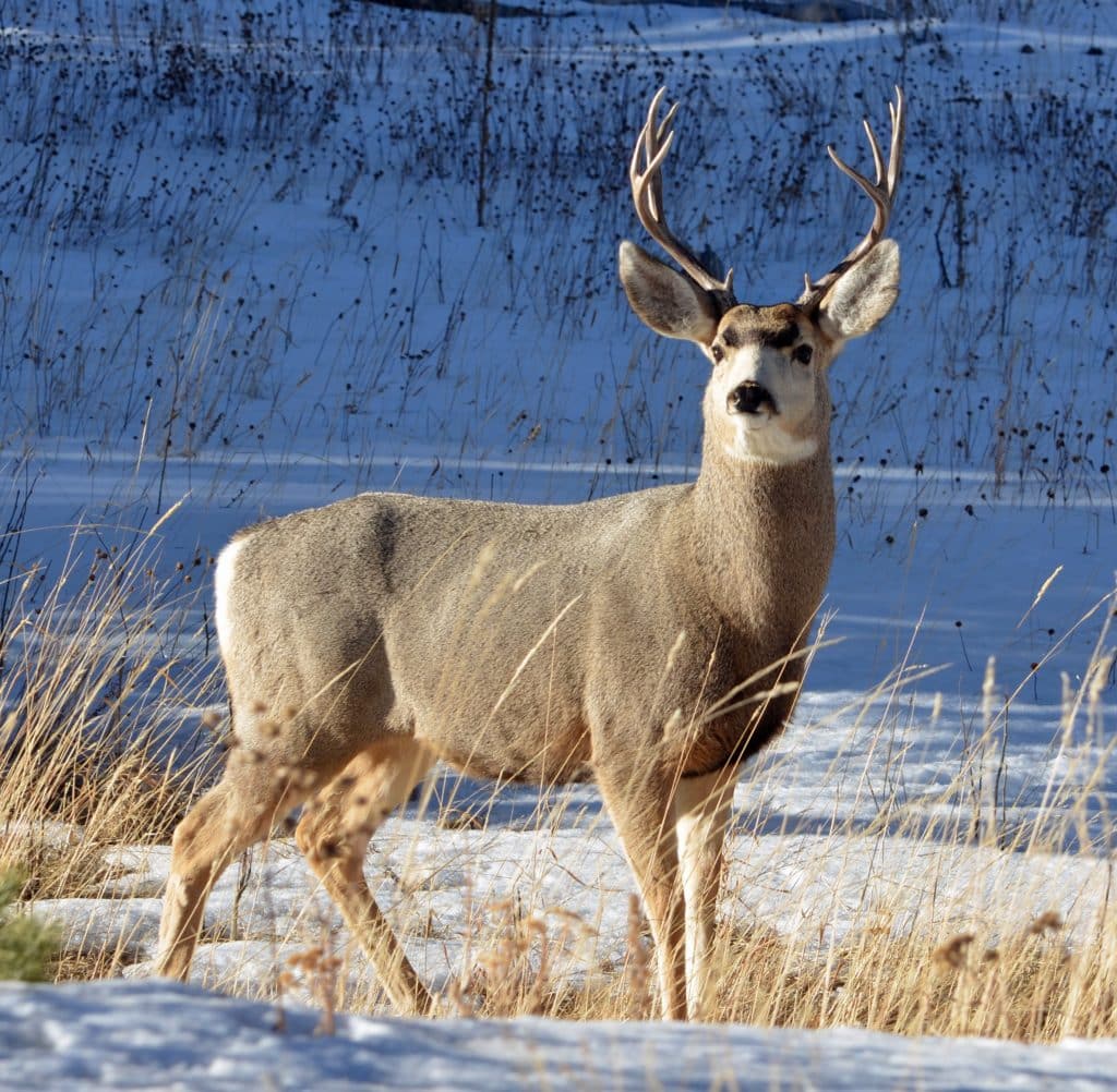 How to Avoid Hitting a Deer and Damaging Your Windshield | Glass.com